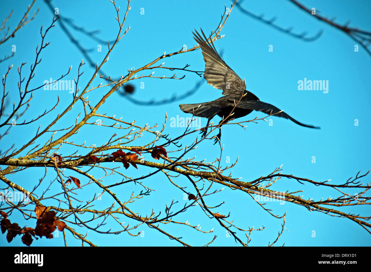 Crow in flight hi-res stock photography and images - Alamy