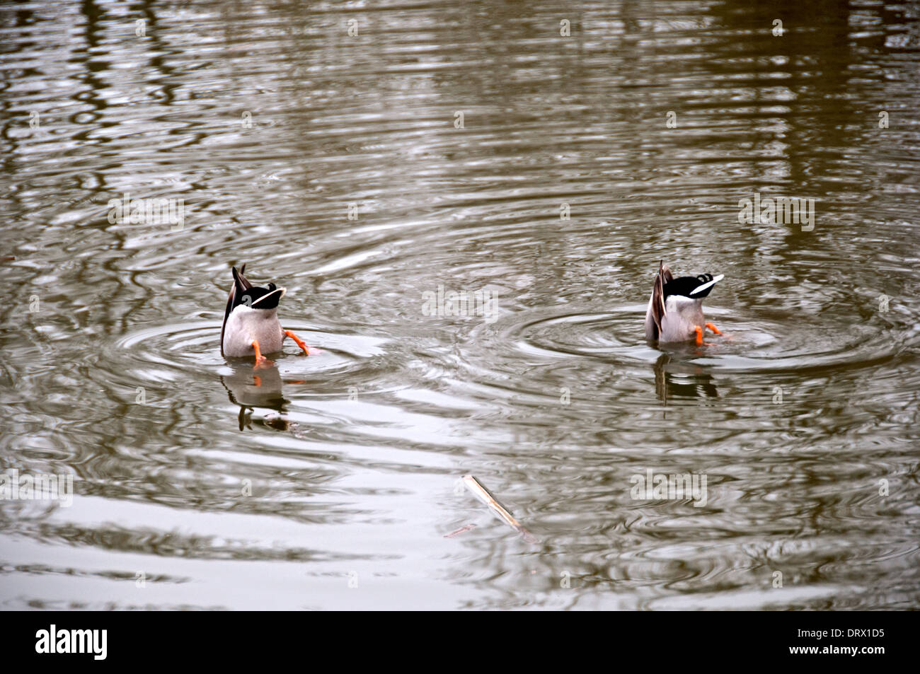 Two Ducks diving in water for food Stock Photo - Alamy