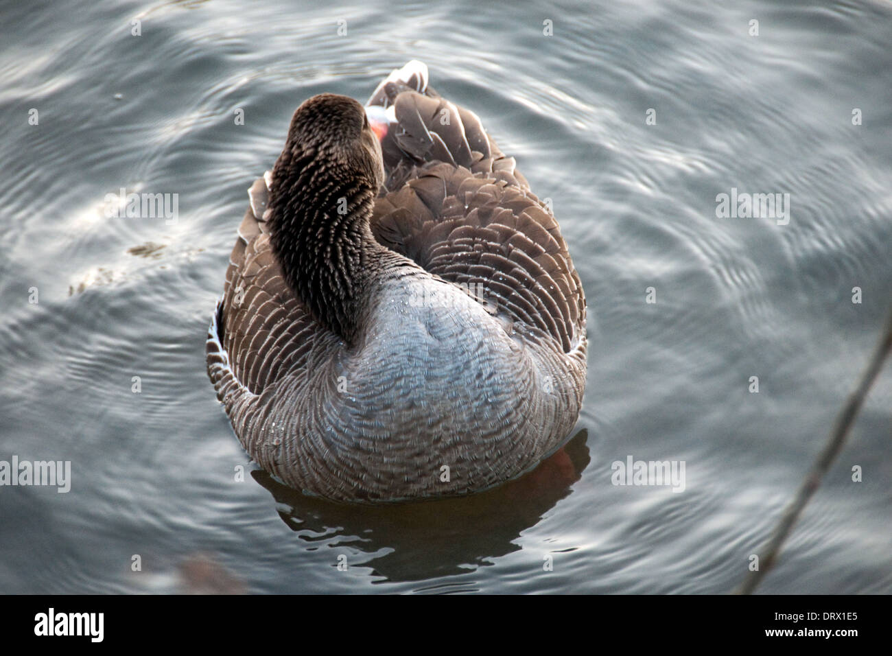 Goose preening on river Stock Photo - Alamy