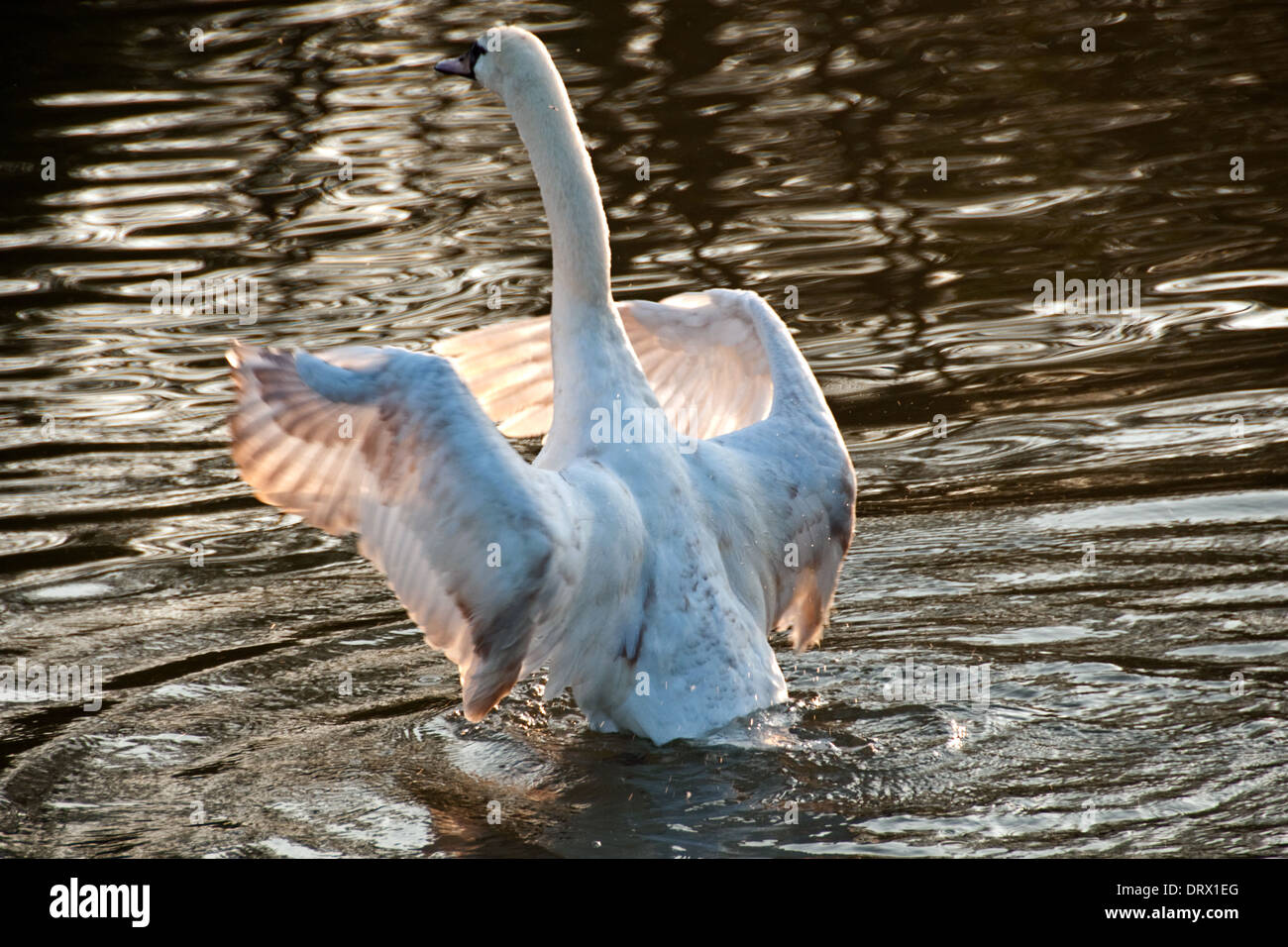 Flapping swan hi-res stock photography and images - Alamy