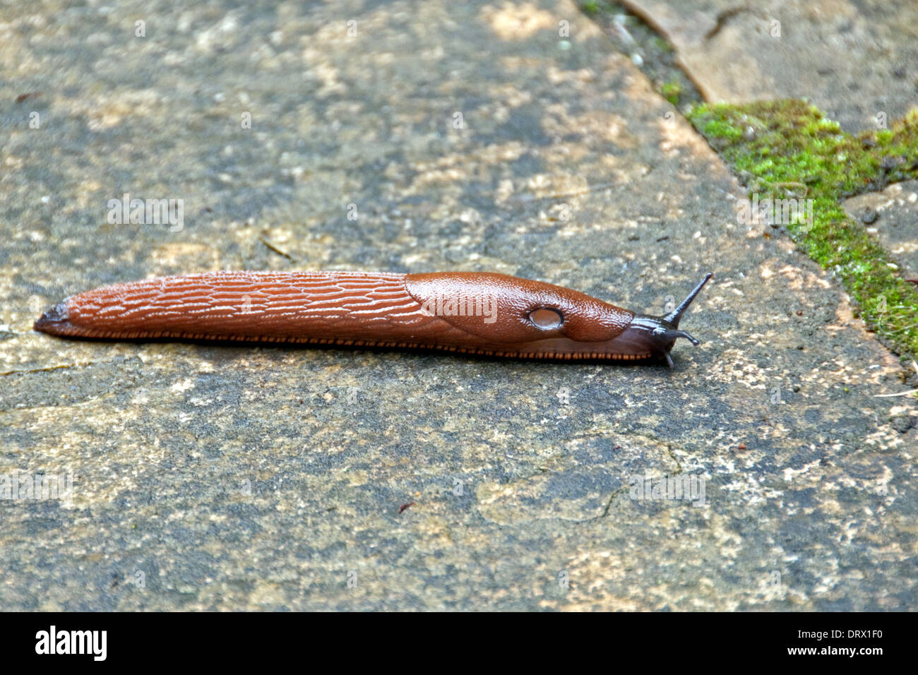 Garden slug close-up Stock Photo - Alamy