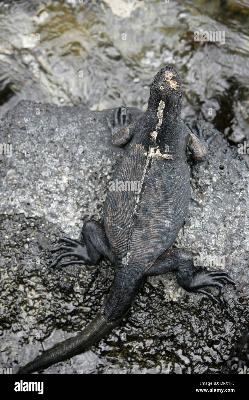 Galapagos Islands. Marine Iguana Stock Photo - Alamy