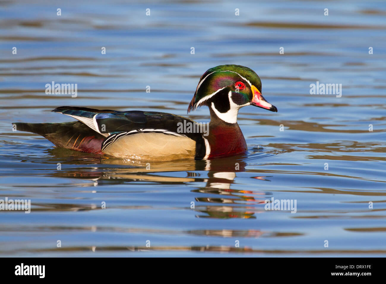 Male wood duck (Aix sponsa) portrait Stock Photo - Alamy