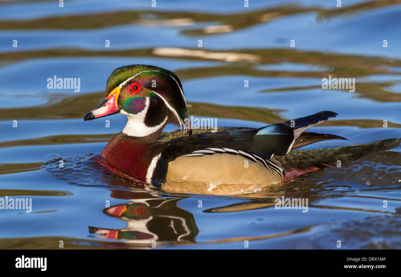 Male wood duck (Aix sponsa) portrait Stock Photo - Alamy
