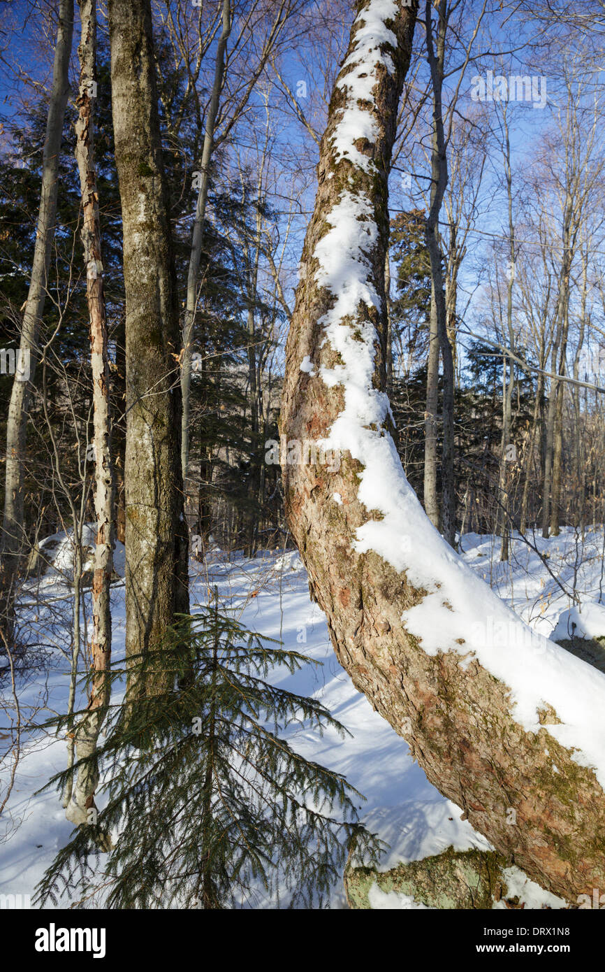 Franconia Notch State Park - Twisted trees in the area known as ...