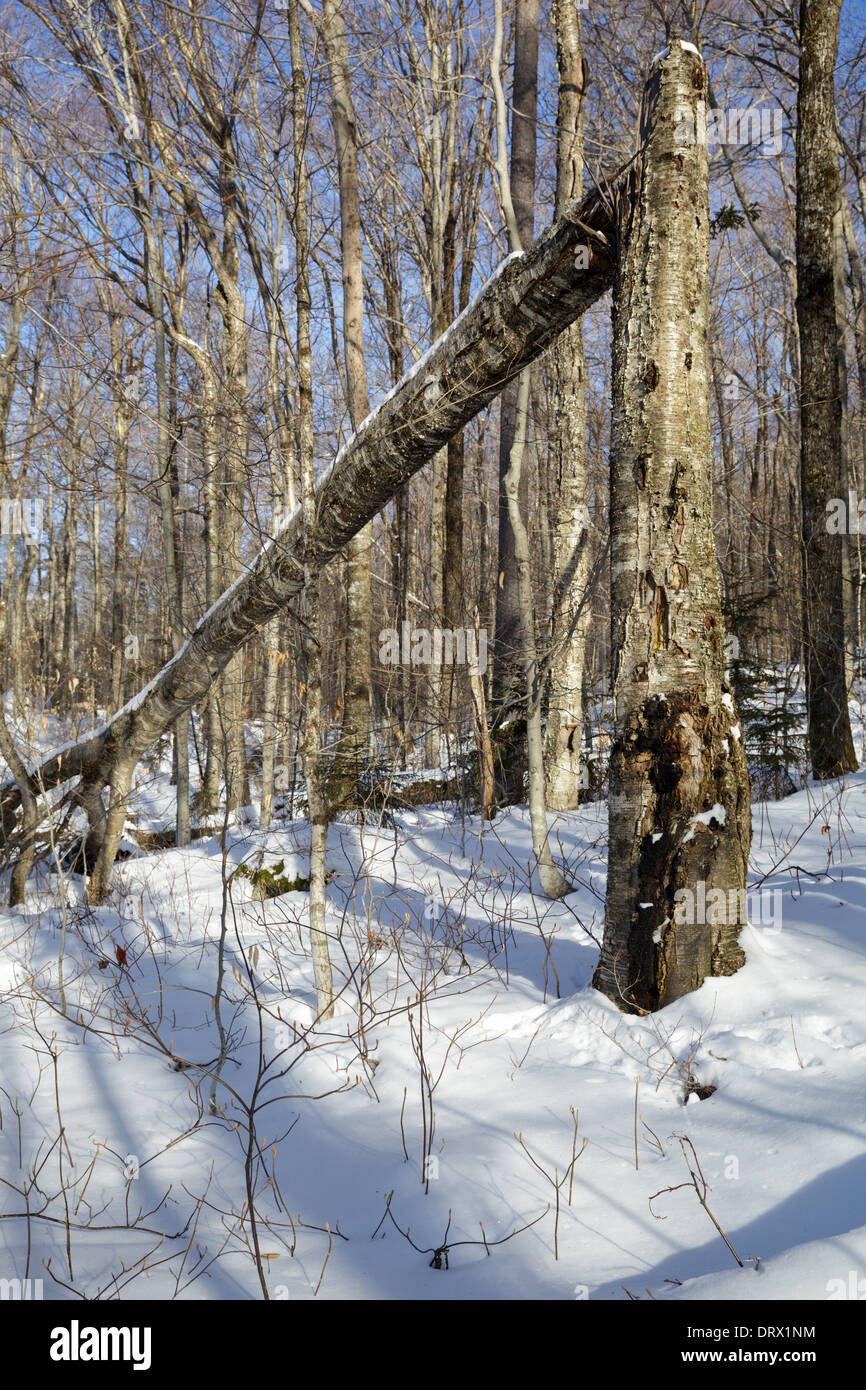 Franconia Notch State Park - Twisted trees in the area known as ...