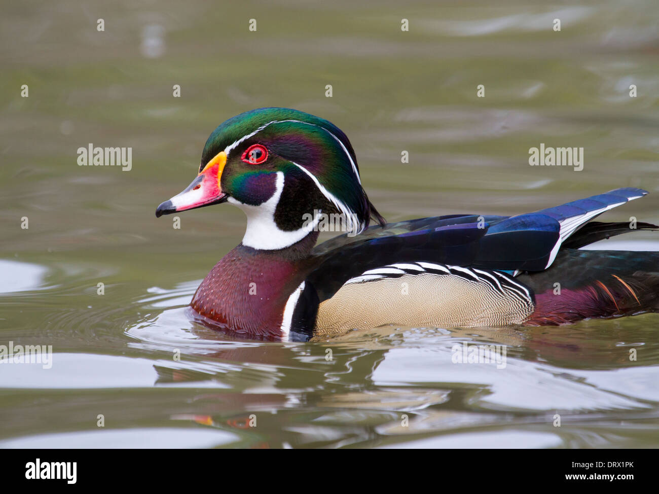 Male wood duck (Aix sponsa) portrait Stock Photo - Alamy
