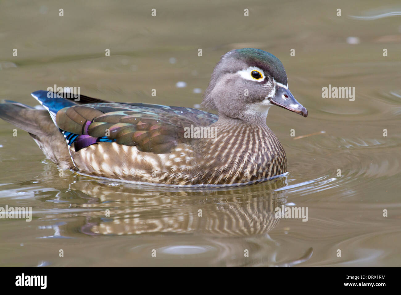 Female american wood duck hi-res stock photography and images - Alamy
