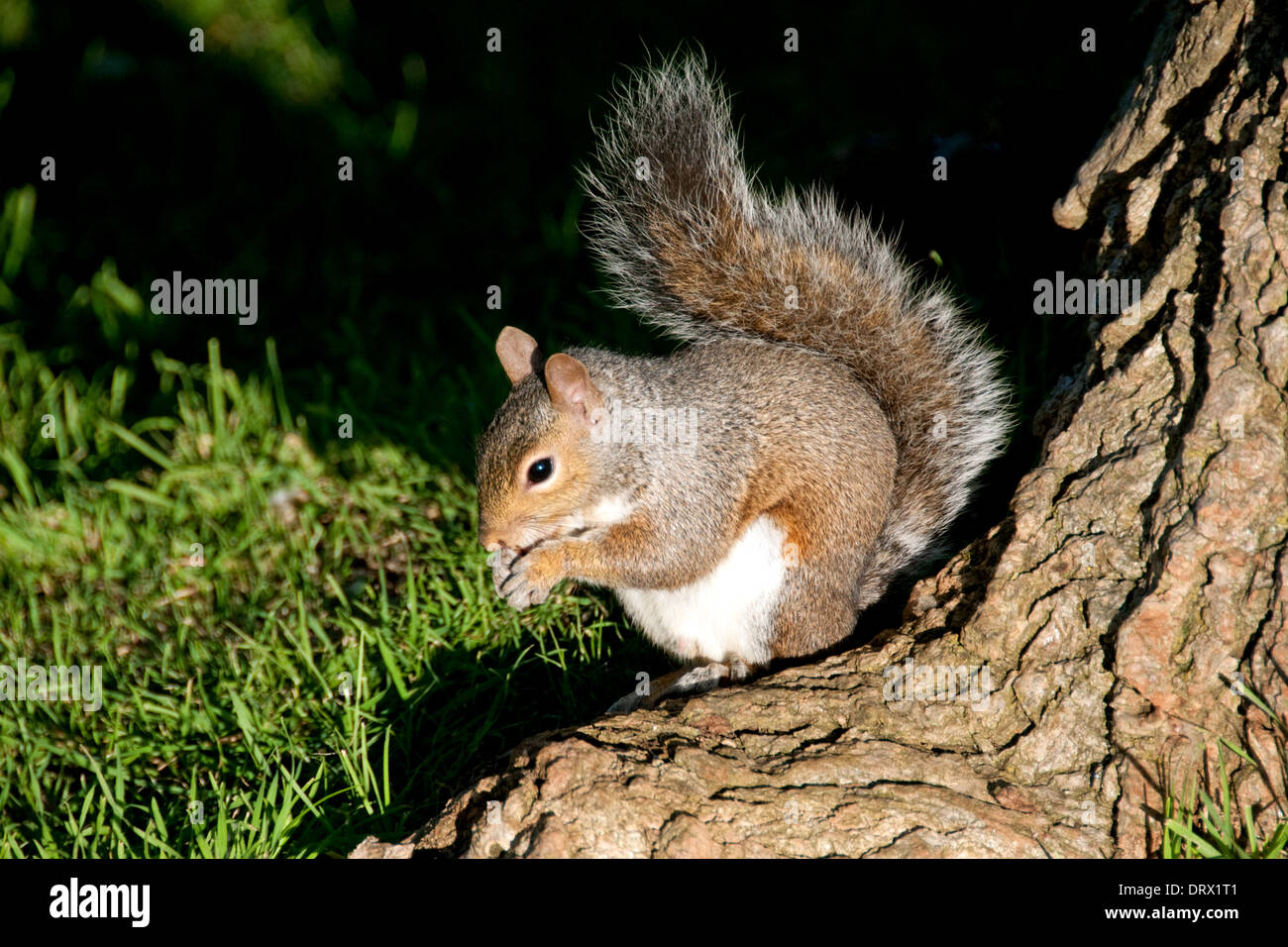 Christchurch squirrel hi-res stock photography and images - Alamy
