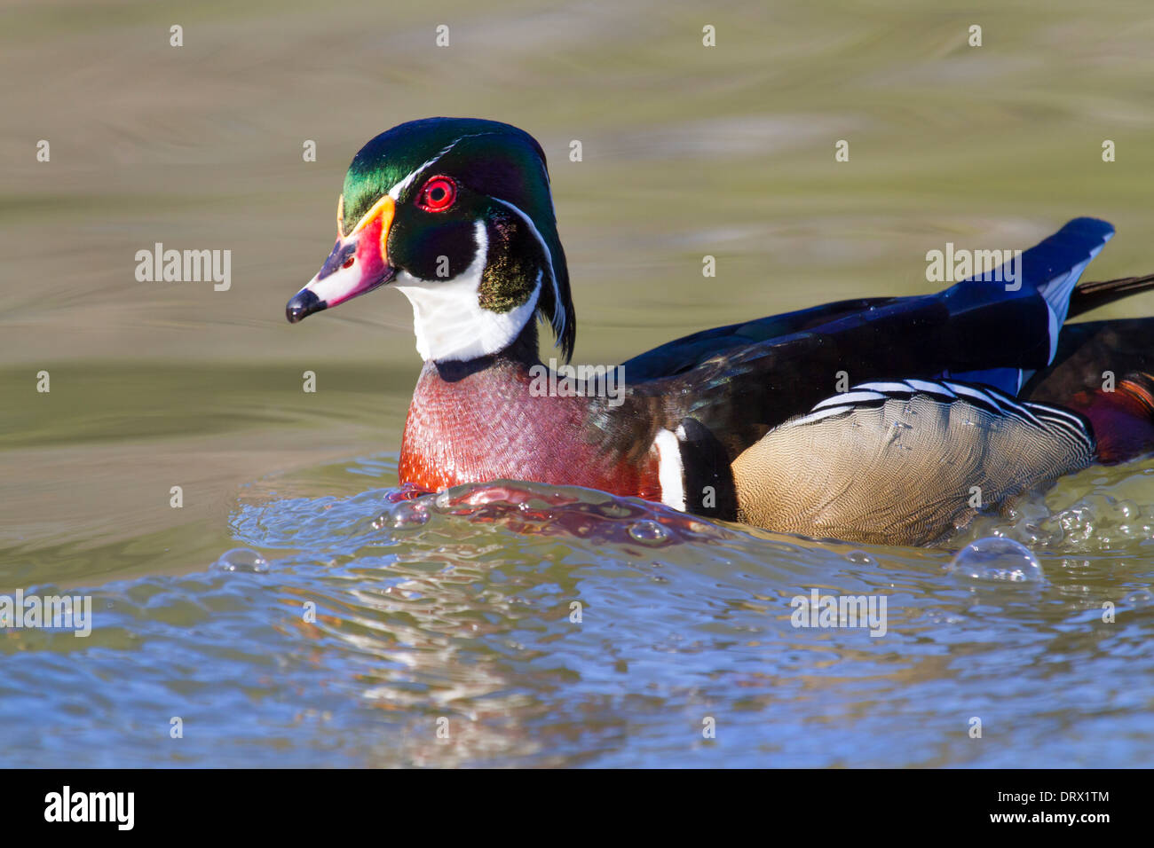 Male wood duck (Aix sponsa) portrait Stock Photo - Alamy