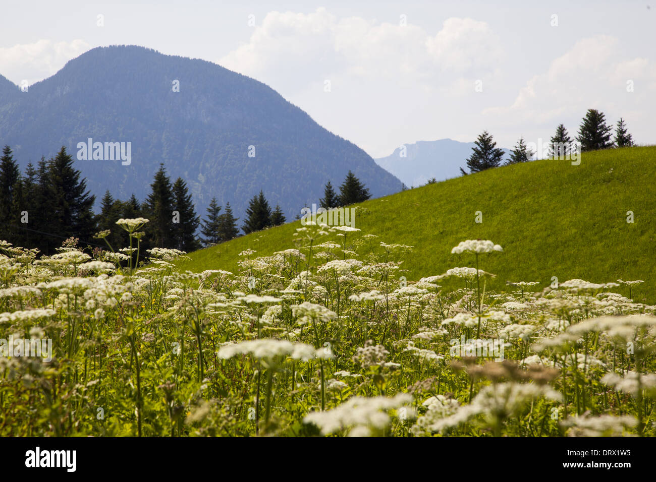 Bavarian hills and wildflowers Stock Photo - Alamy