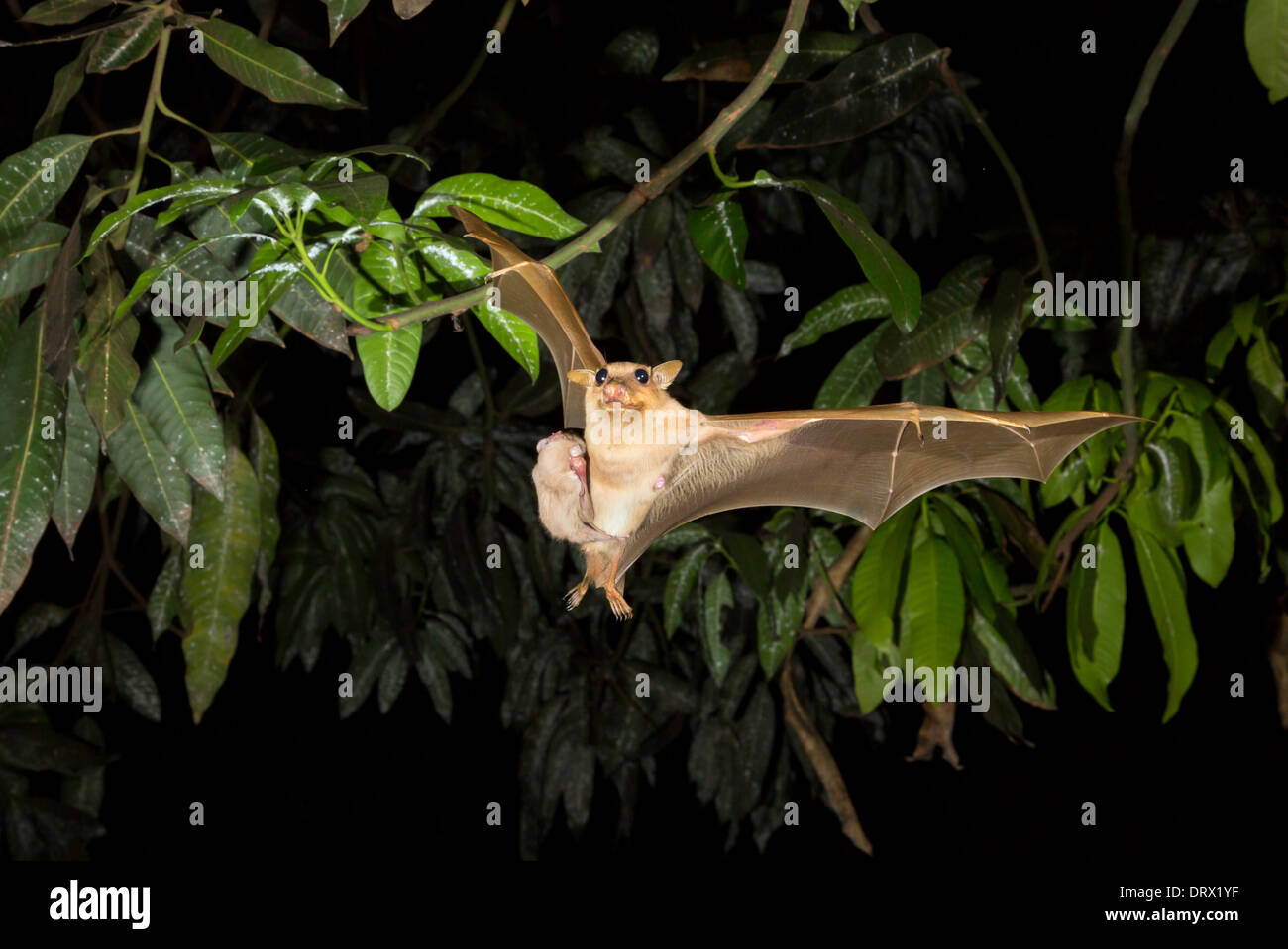 Female Gambian epauletted fruit bat (Epomophorus gambianus) flying with ...