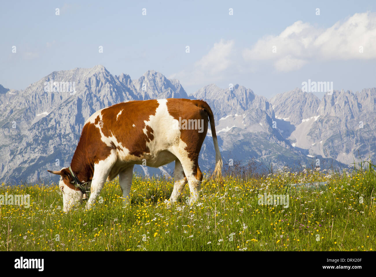 Bavarian cow hi-res stock photography and images - Alamy