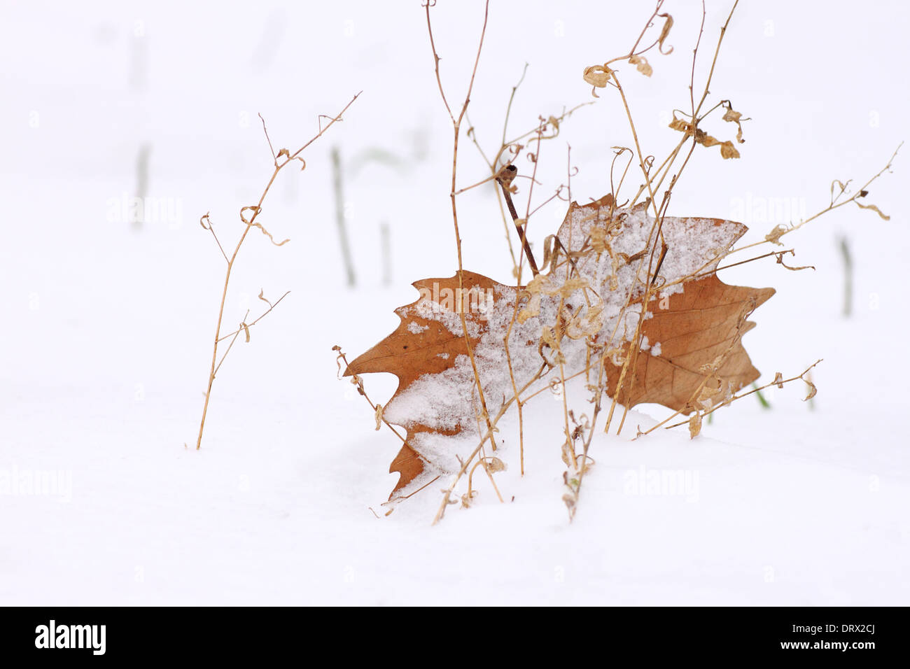 maple leaf and a plant in snow Stock Photo - Alamy