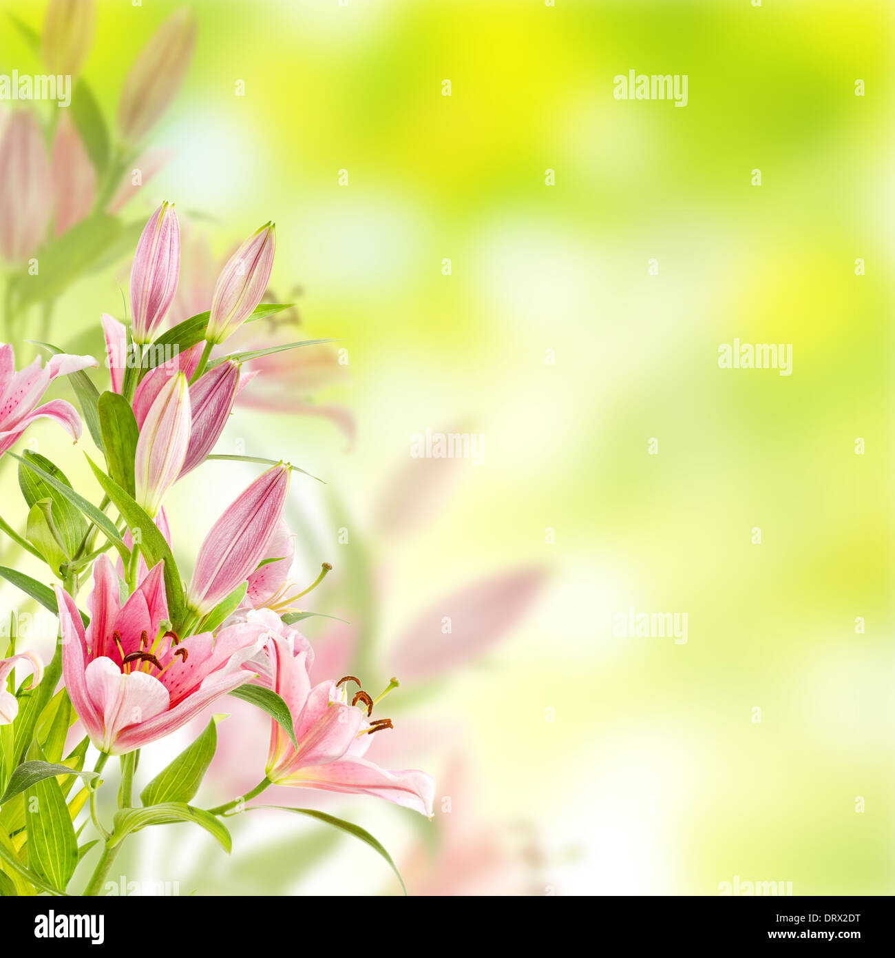 Pink lilies background Stock Photo - Alamy