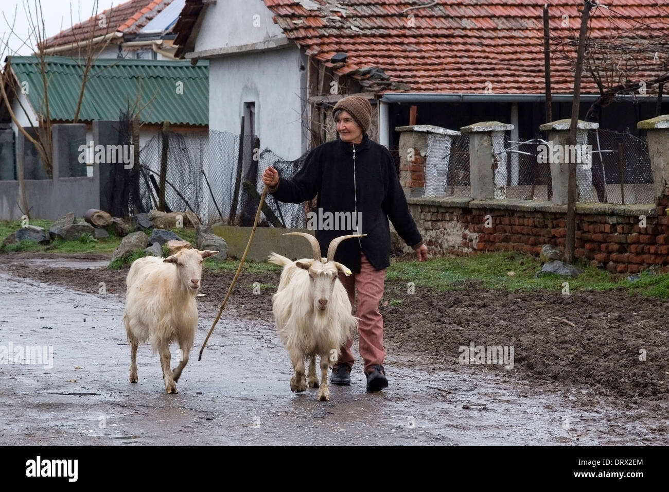 Rural life walking the goat to pasture Stock Photo - Alamy