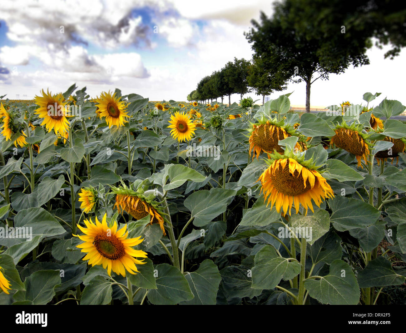 Sunflower field / Loire Valley Stock Photo - Alamy