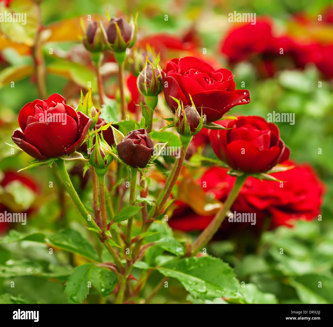 Red roses garden Stock Photo - Alamy