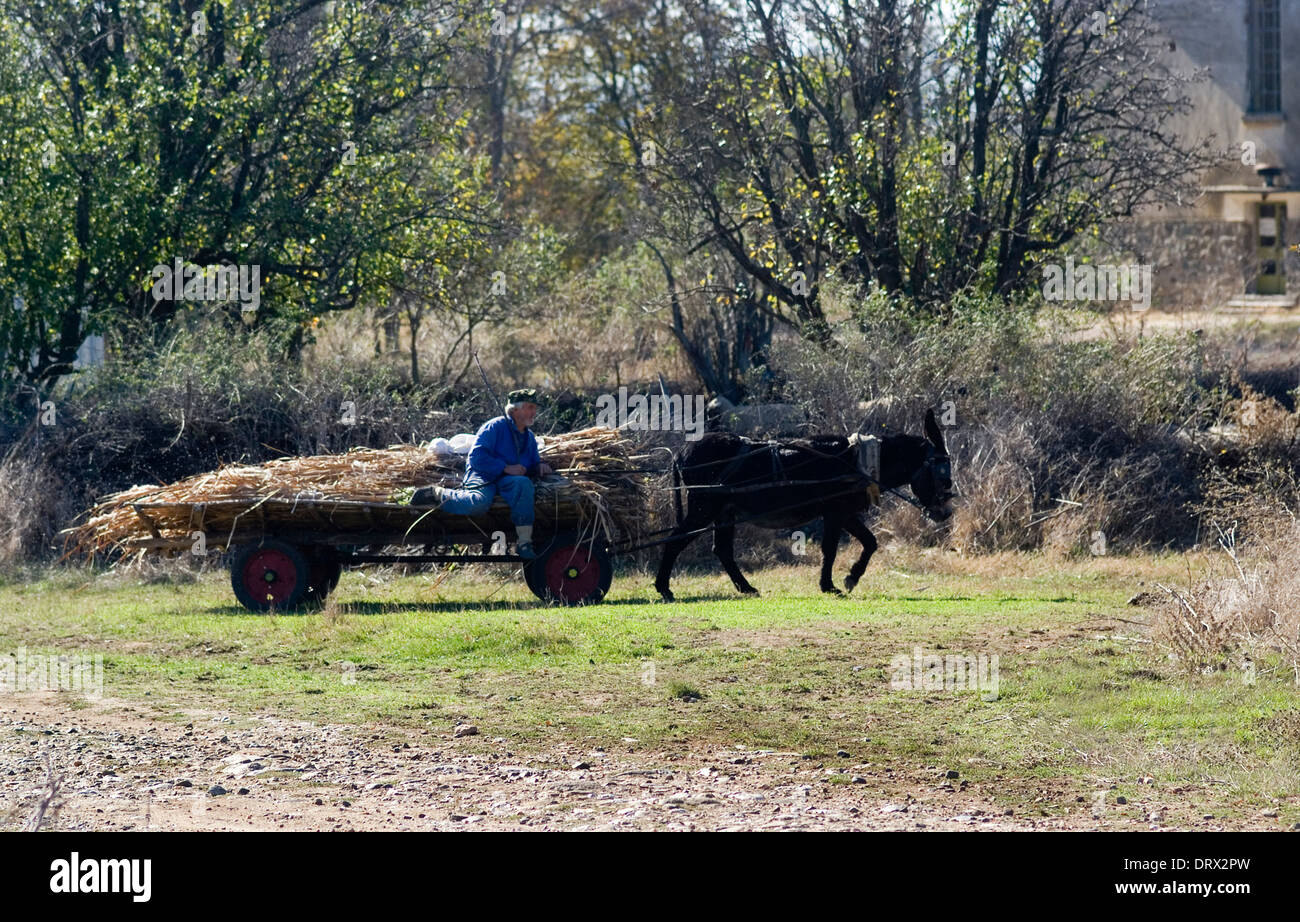 Strandja mountains bulgaria eastern europe culture animals hi-res stock ...