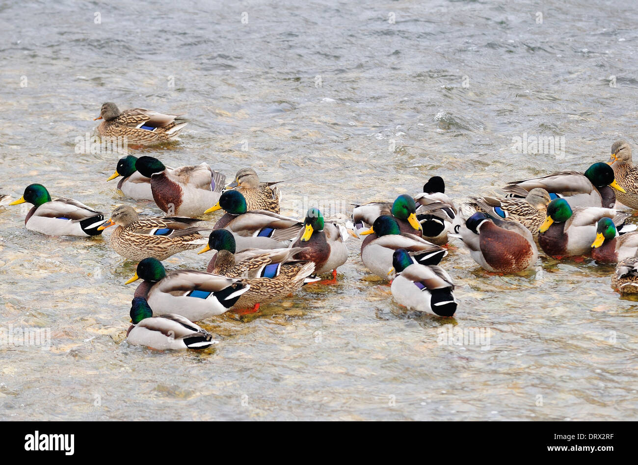 Mallard ducks congregating in shallow part of stream Stock Photo - Alamy