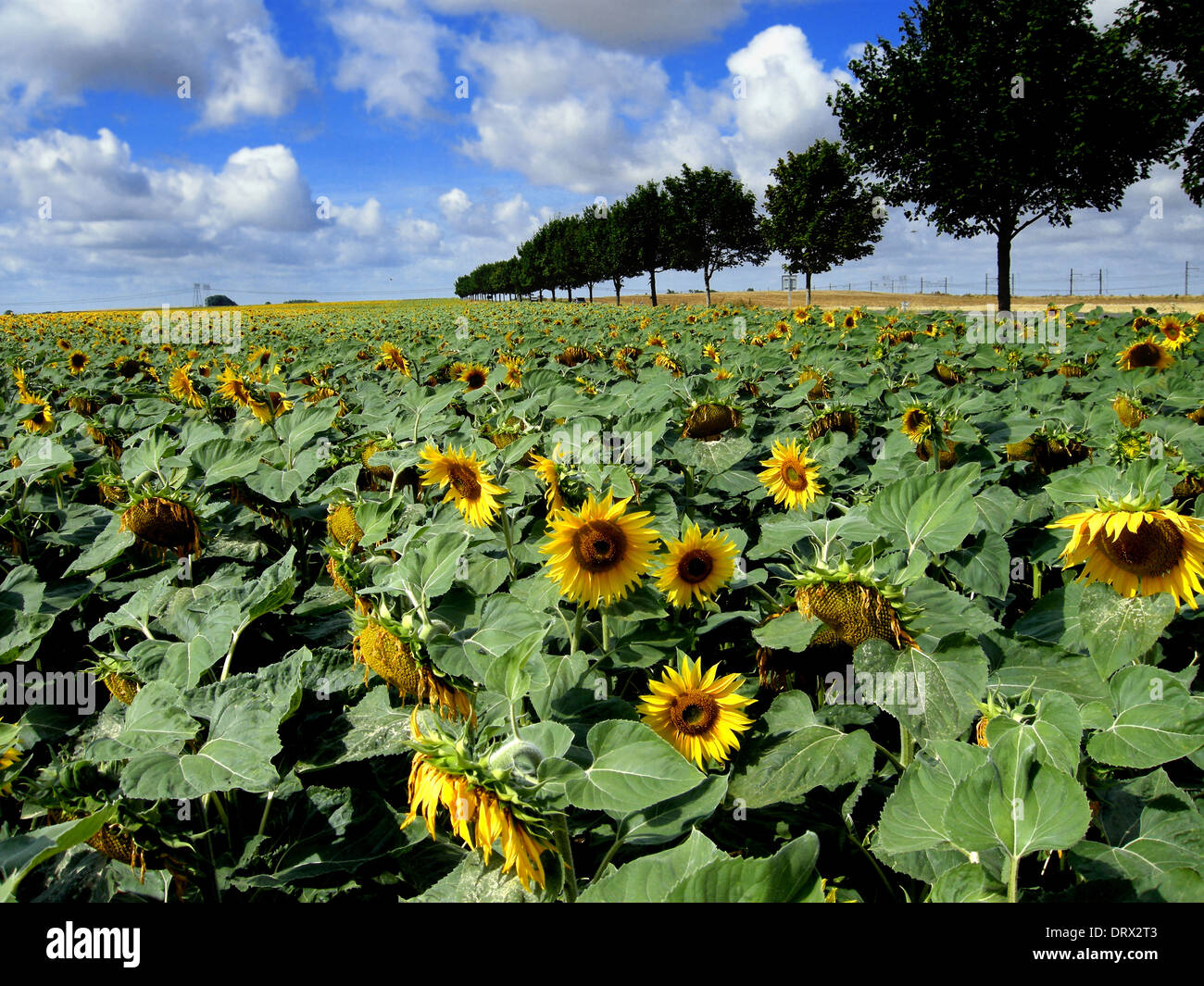 Sunflower field / Loire Valley Stock Photo - Alamy