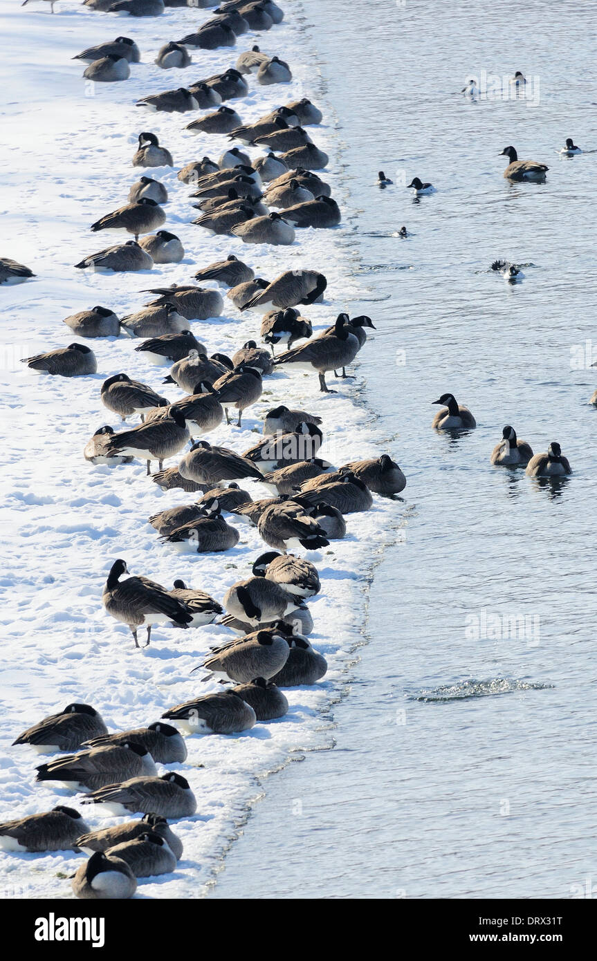 Canadian geese swarming on ice formation next to stream. Branta ...