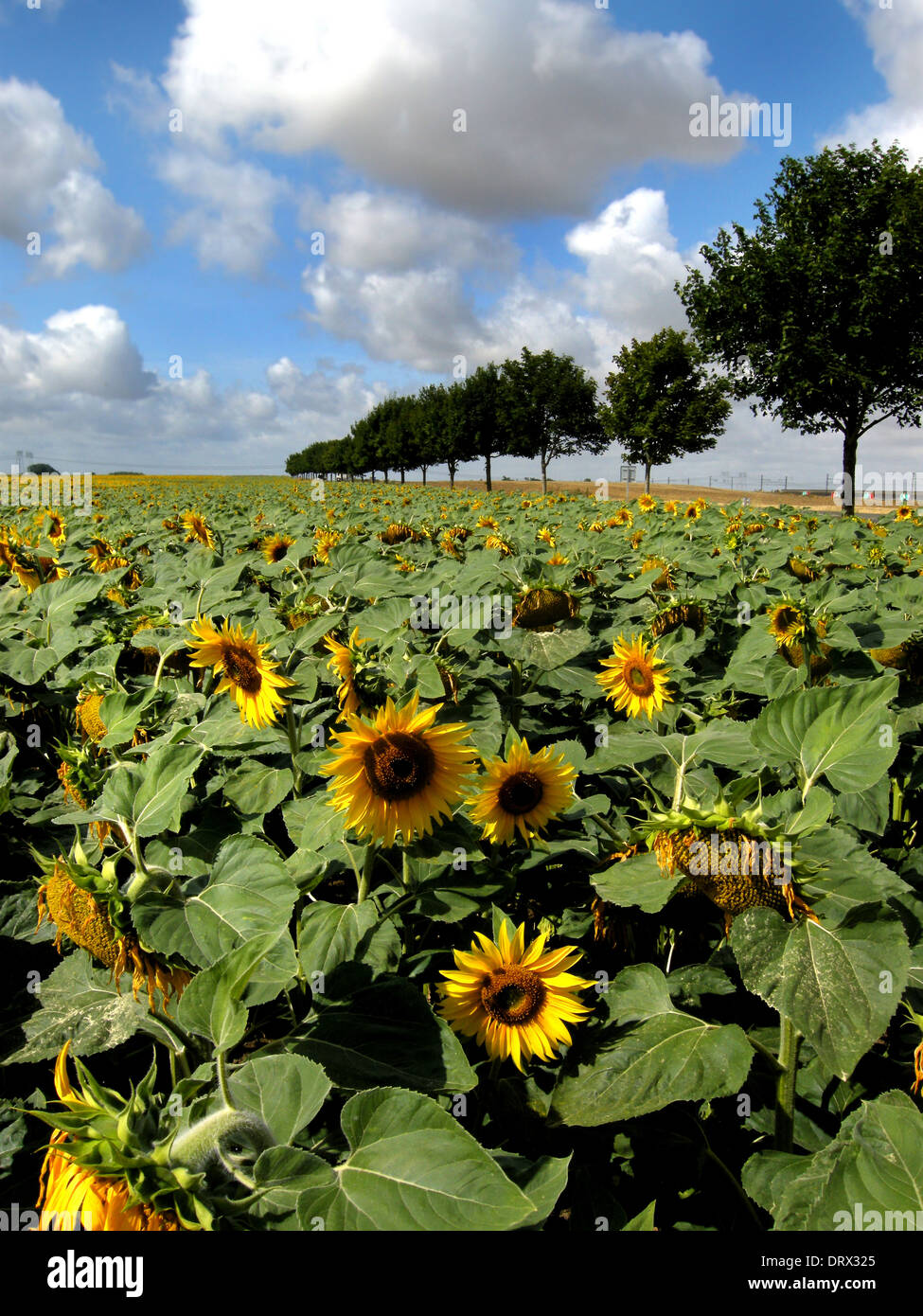 Sunflower field / Loire Valley Stock Photo - Alamy