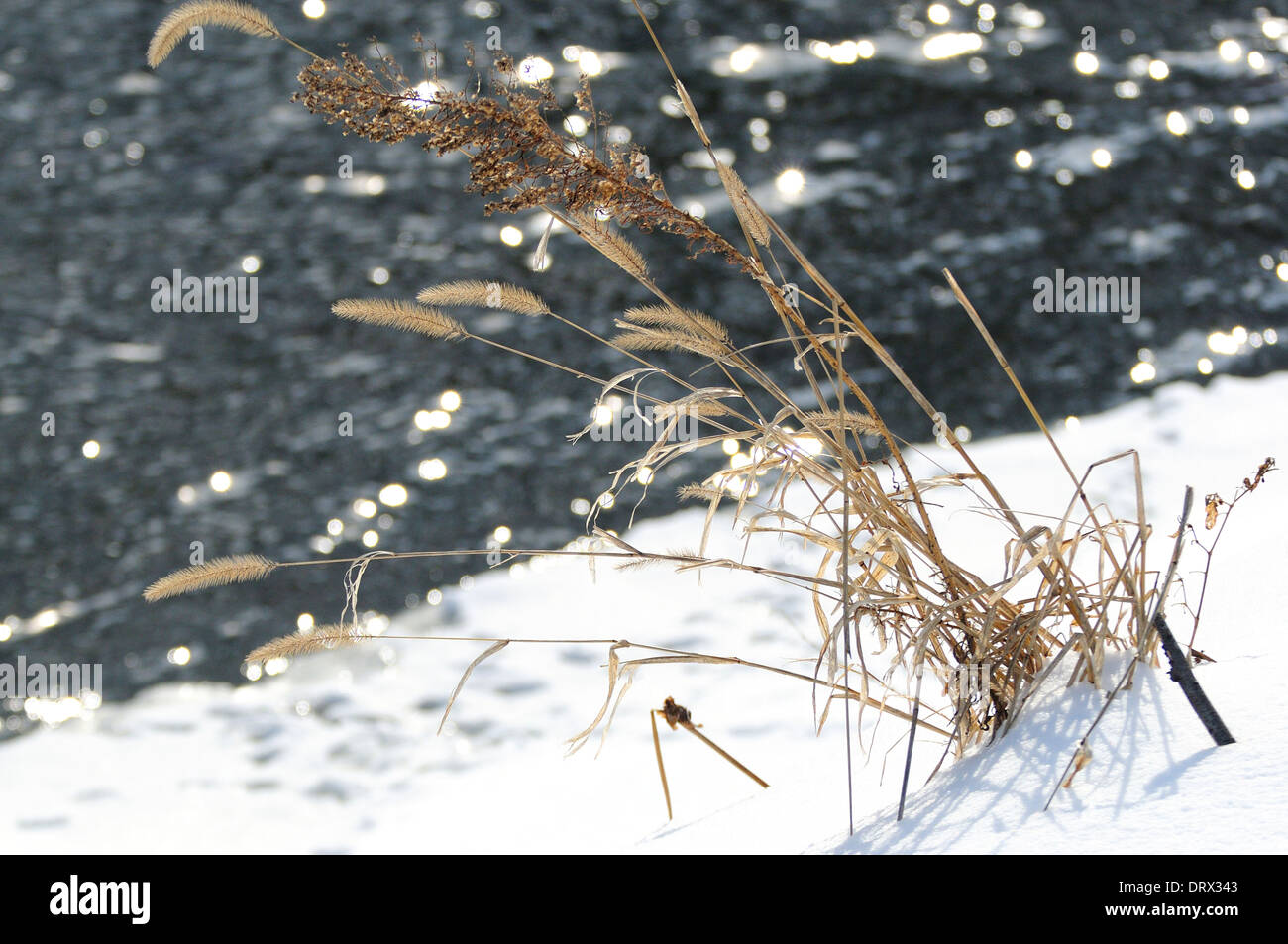 Grasses and snow covered riverbank Stock Photo - Alamy