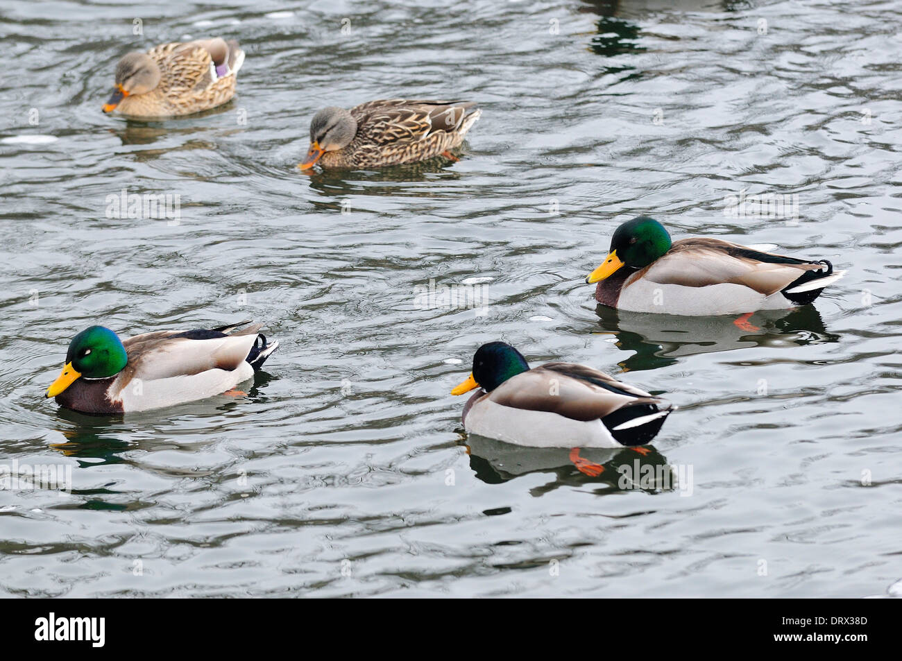 Floating fox hi-res stock photography and images - Alamy