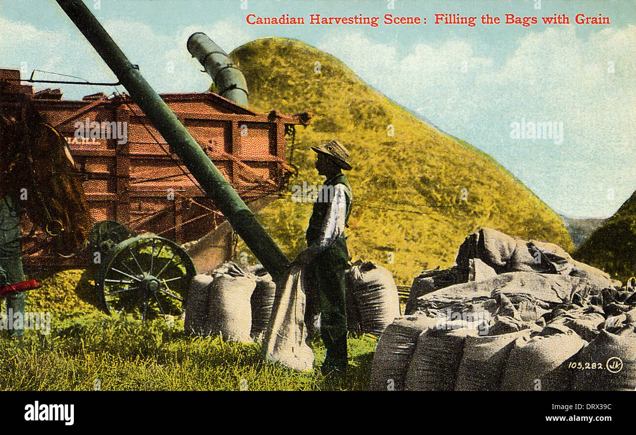 Canadian Harvesting Scene: Filling the Bags with Grain historical ...