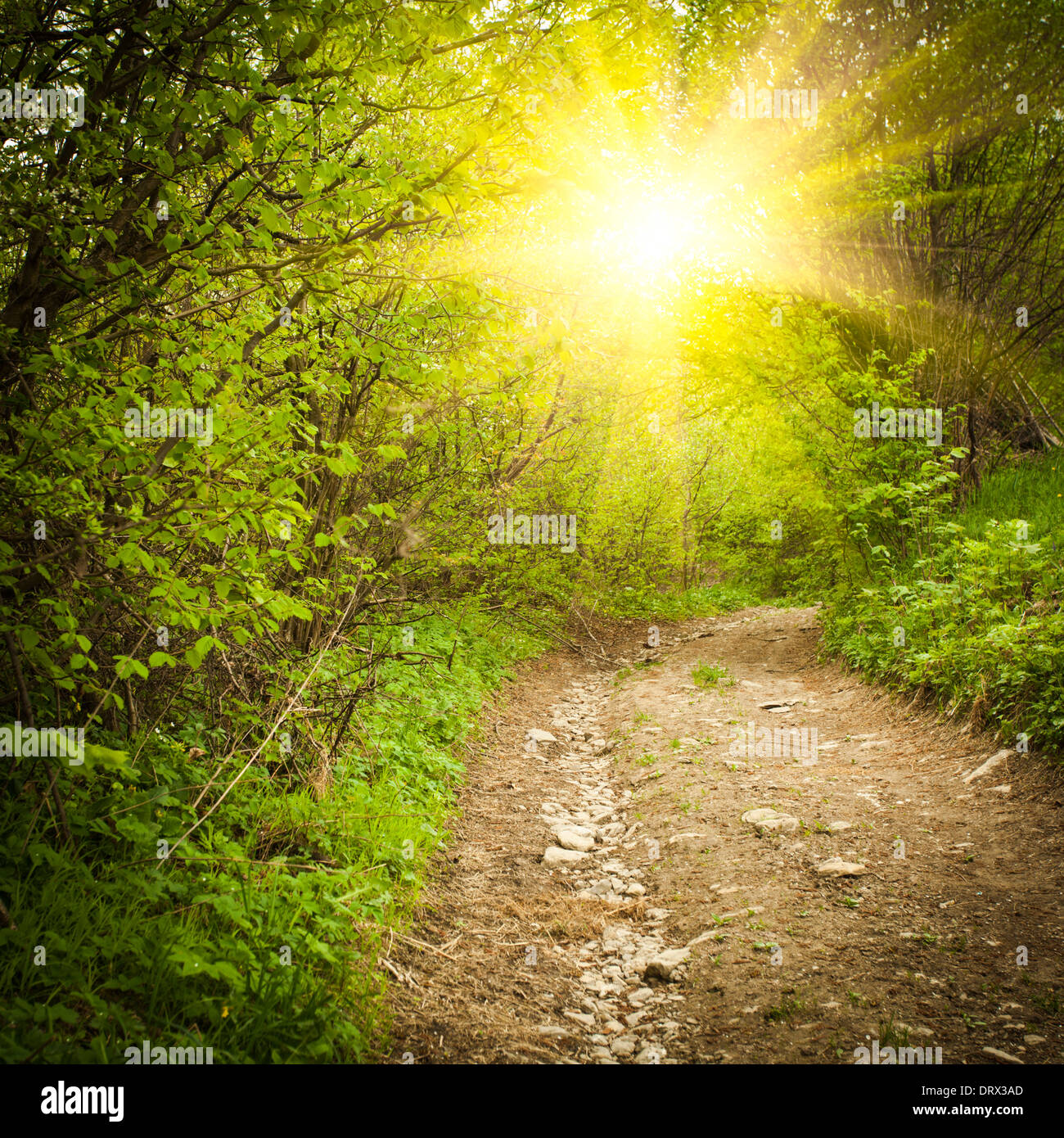 Path in the forest Stock Photo - Alamy
