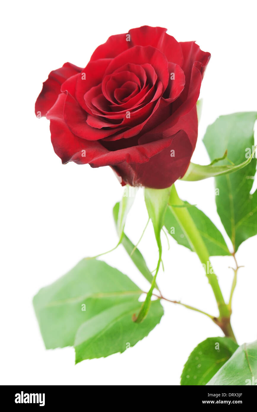 Rose isolated on white background. Closeup Stock Photo - Alamy