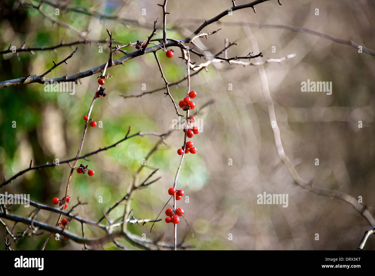 Poisonous berries hedgerow hi-res stock photography and images - Alamy