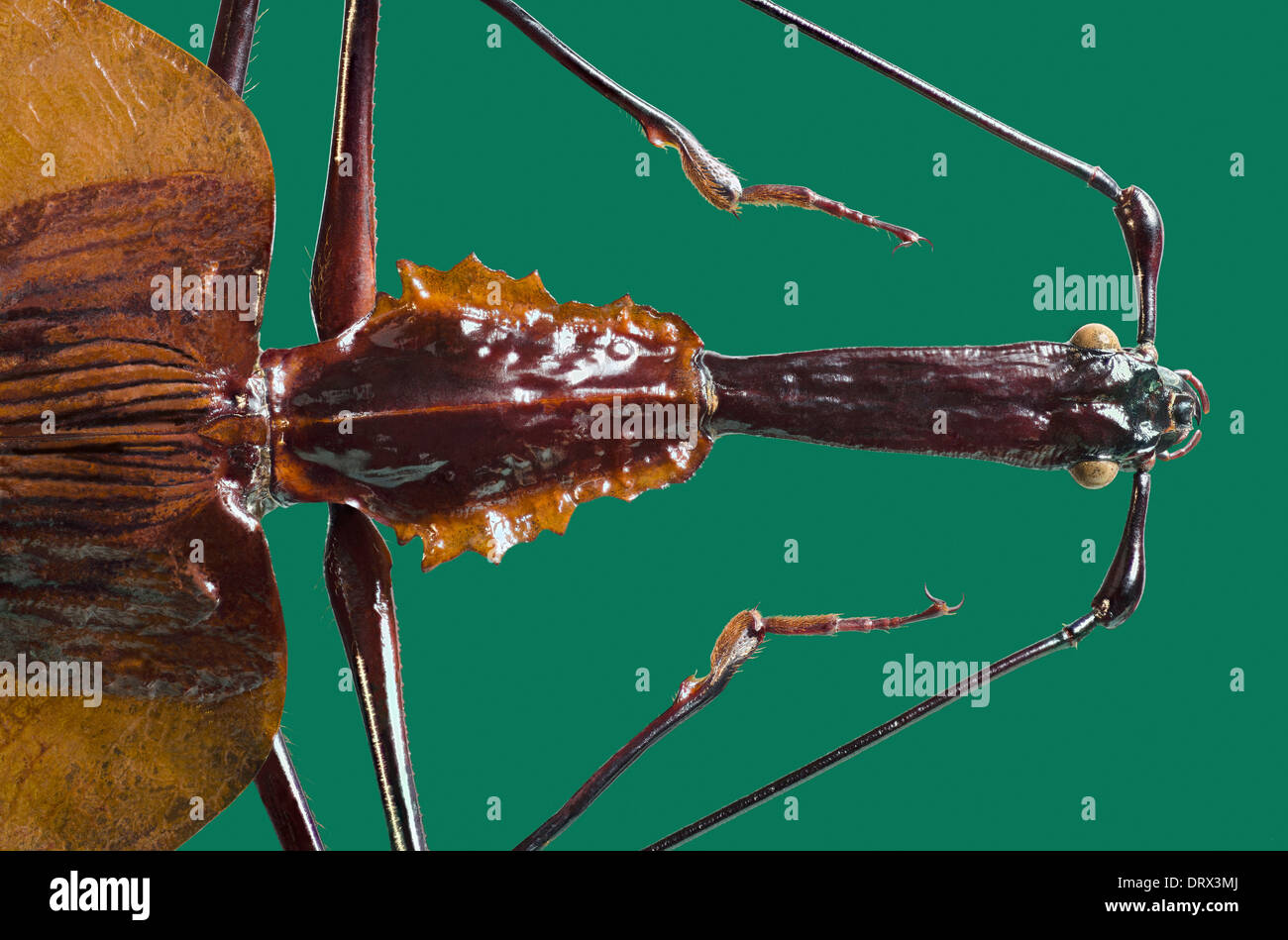 Pronotum hi-res stock photography and images - Alamy