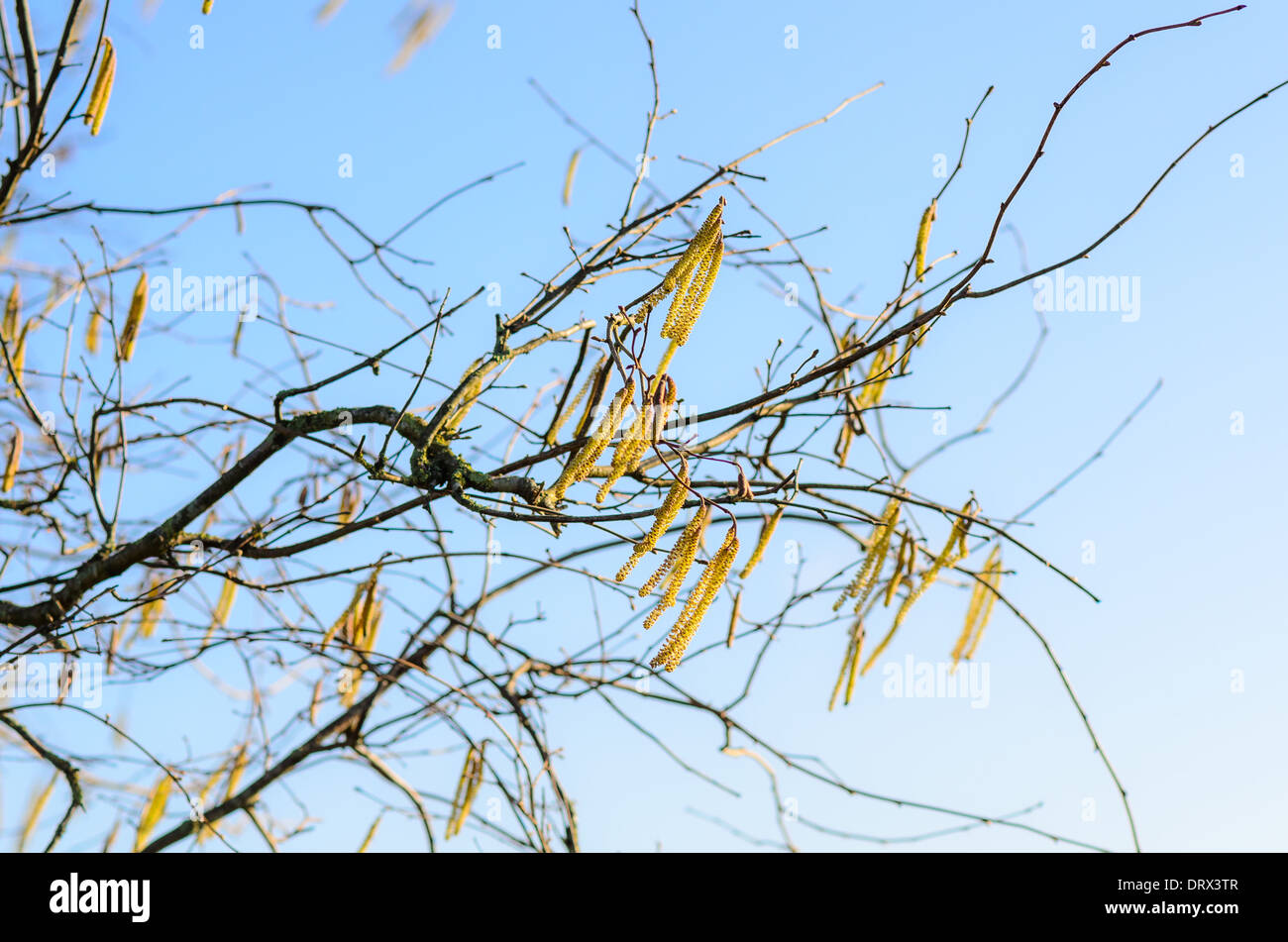 Early spring with flowering alder tree in Winter sun Stock Photo - Alamy