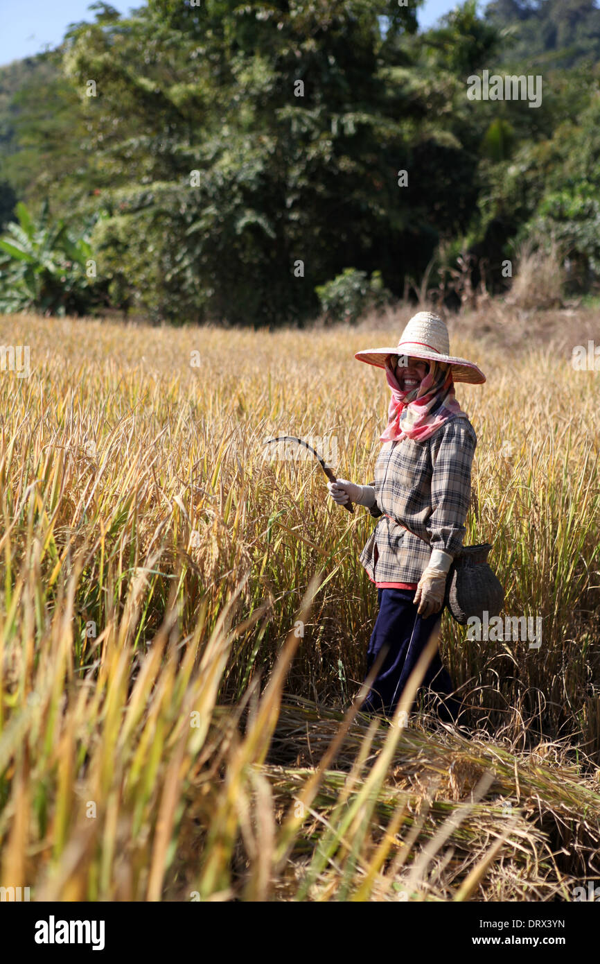 Rice farmer and field / padi in Thailand Stock Photo - Alamy