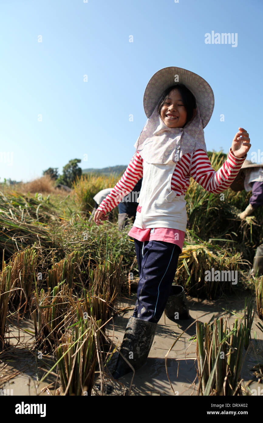 Rice farmer and field / padi in Thailand Stock Photo - Alamy