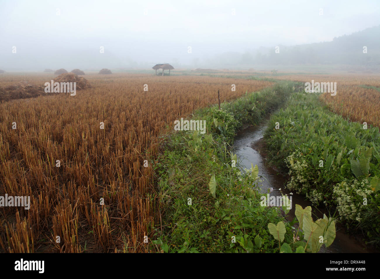 Rice farmer and field / padi in Thailand Stock Photo - Alamy
