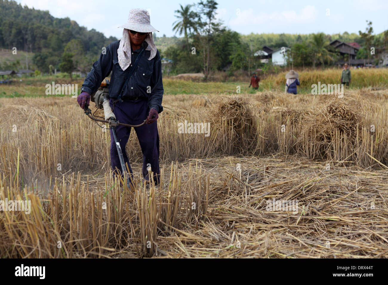 Rice farmer and field / padi in Thailand Stock Photo - Alamy