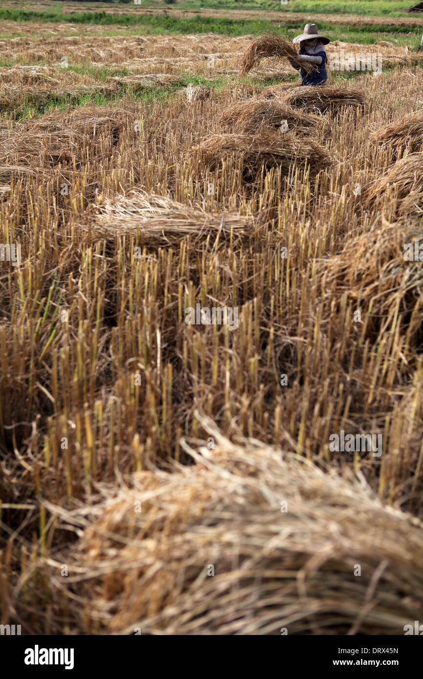 Rice farmer and field / padi in Thailand Stock Photo - Alamy