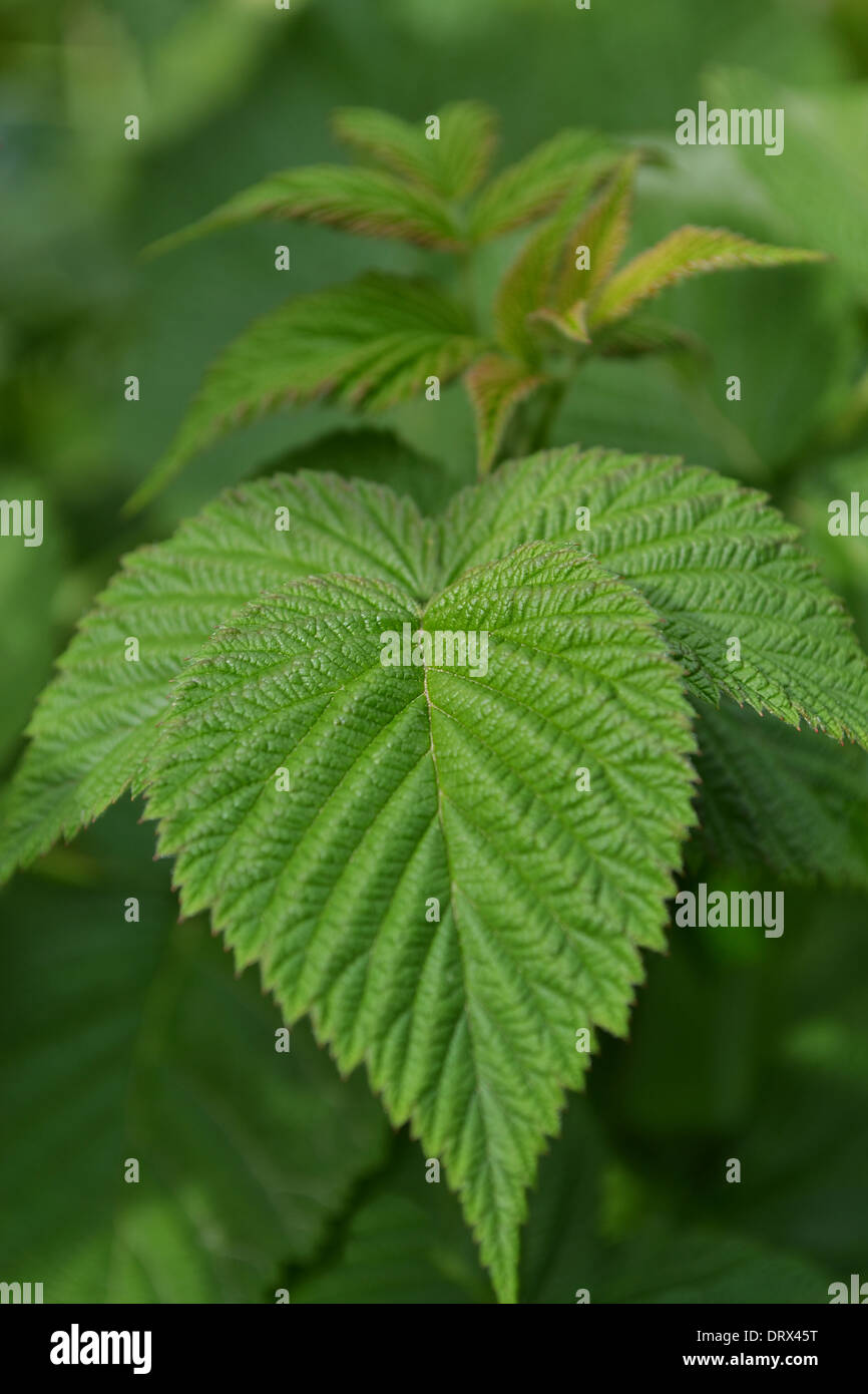 Big raspberry hi-res stock photography and images - Alamy