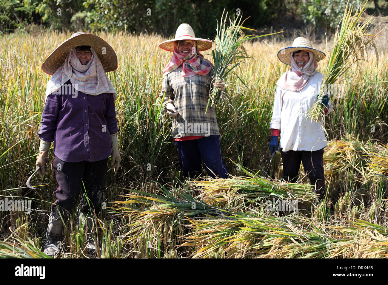 Rice farmer and field / padi in Thailand Stock Photo - Alamy