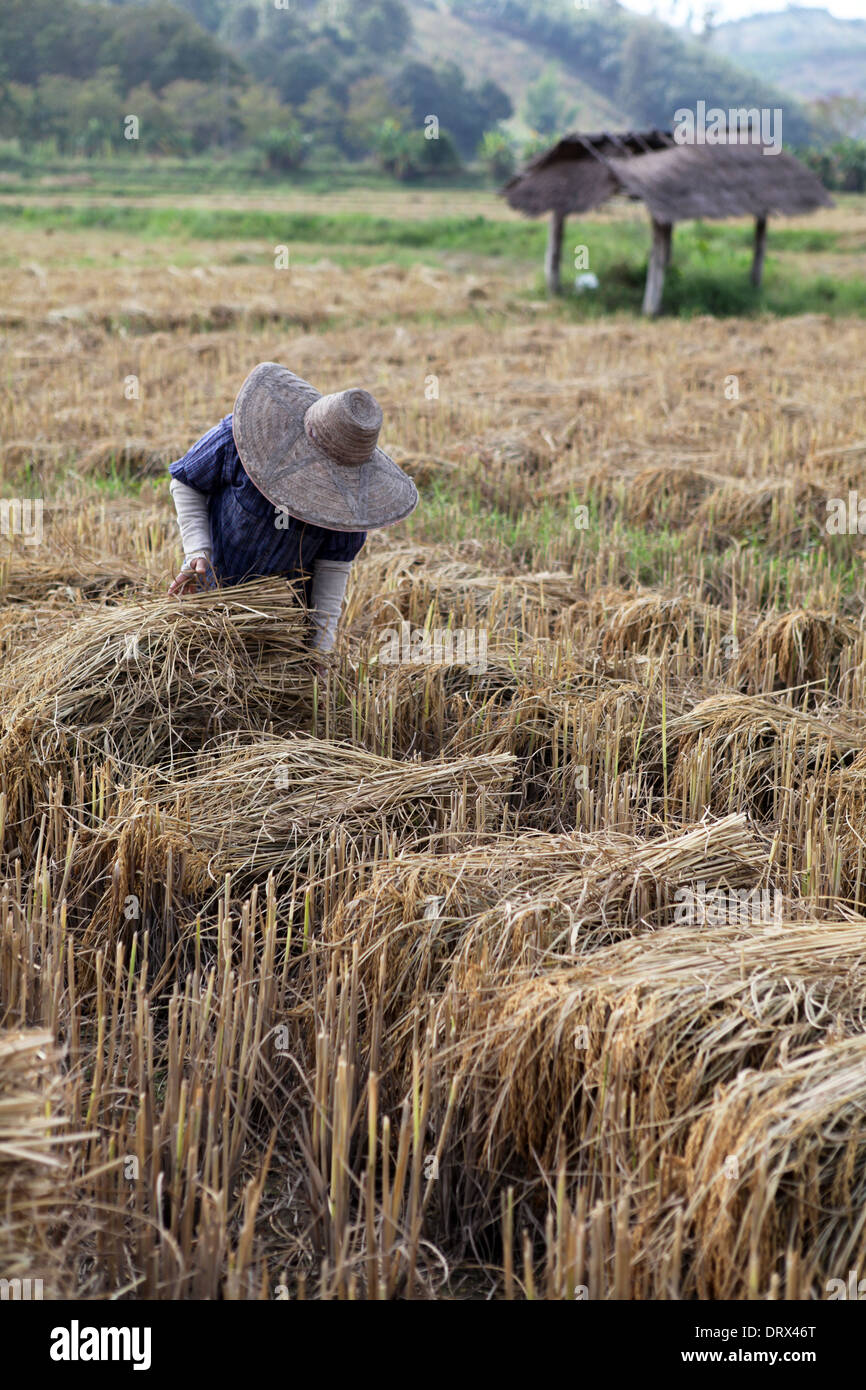 Rice farmer and field / padi in Thailand Stock Photo - Alamy