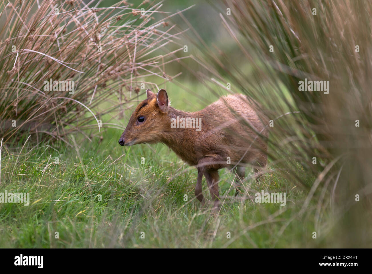 Muntjac Deer; Muntiacus reevesi; Young; Cornwall; UK Stock Photo - Alamy