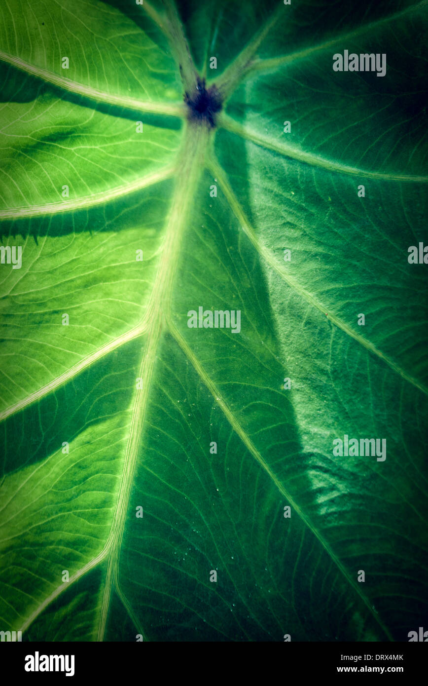 Close-up of Taro leaf Stock Photo - Alamy