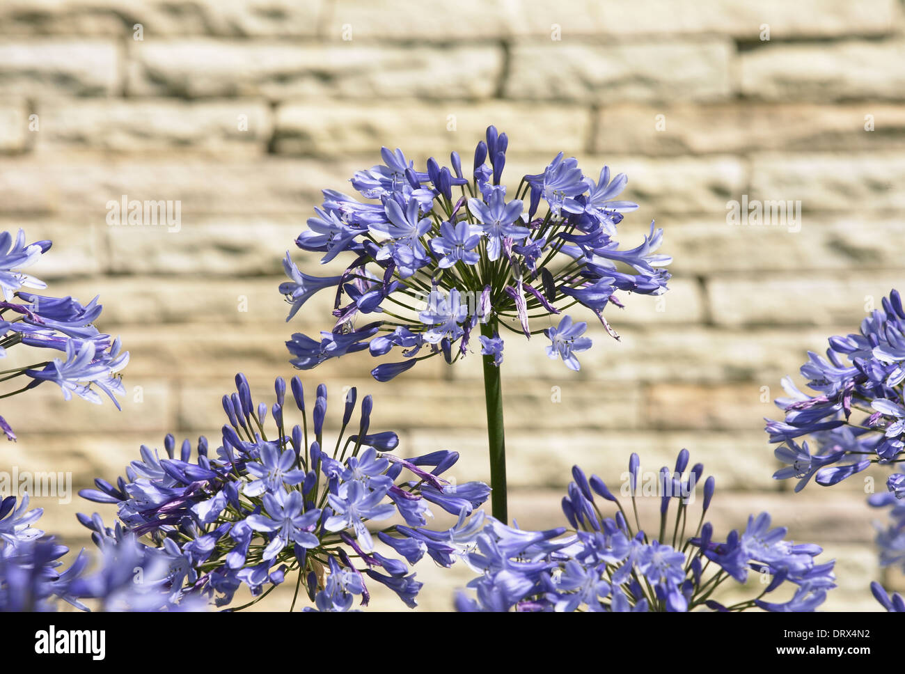 Agapanthus blue decorative hi-res stock photography and images - Alamy
