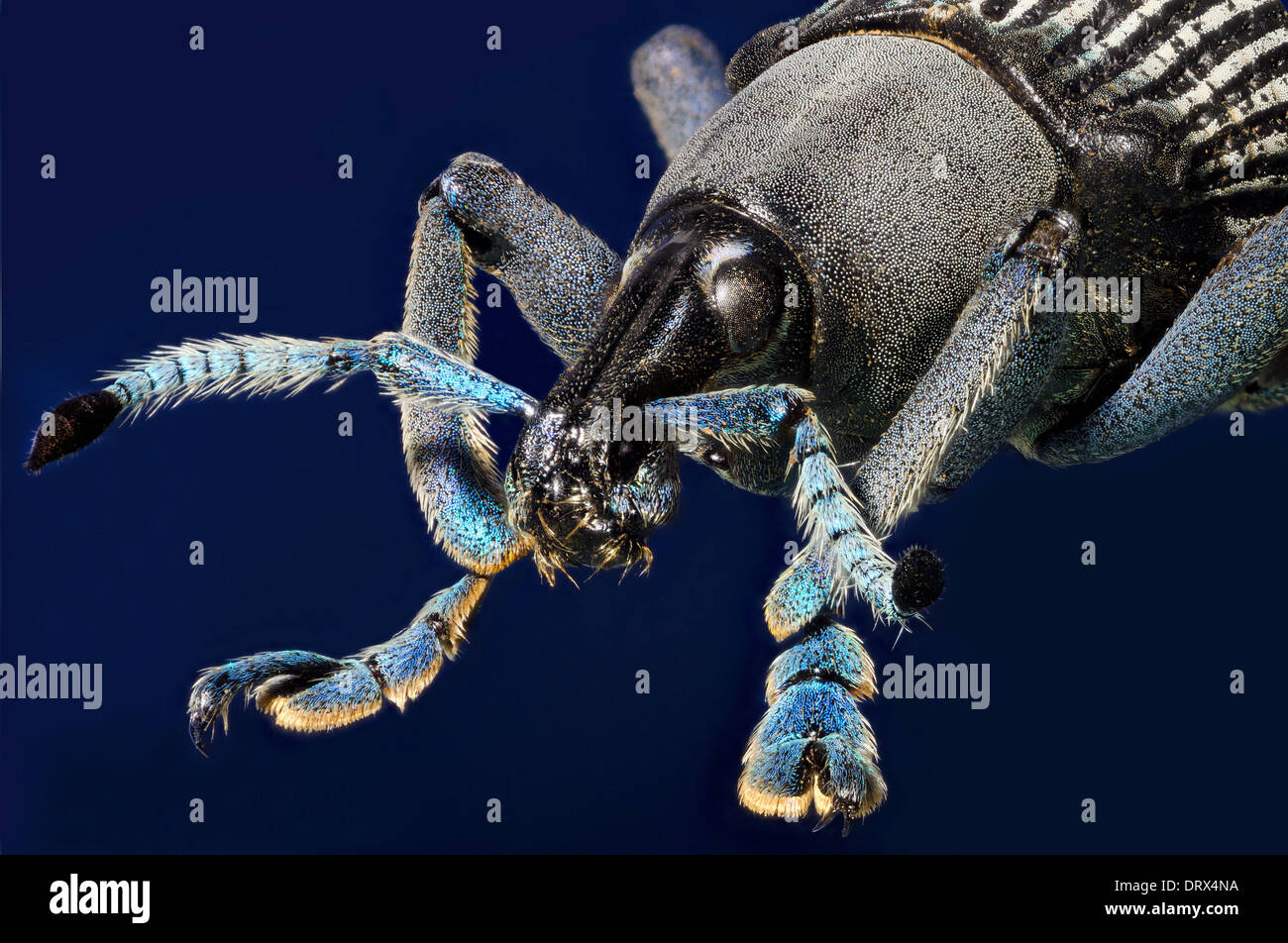 Eupholus messagieri: view of the head Stock Photo - Alamy
