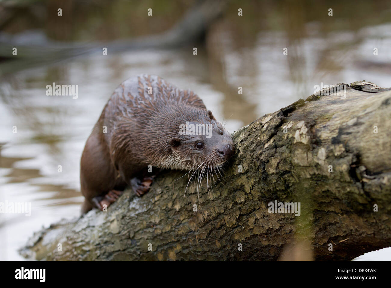 Webbed feet otter hi-res stock photography and images - Alamy