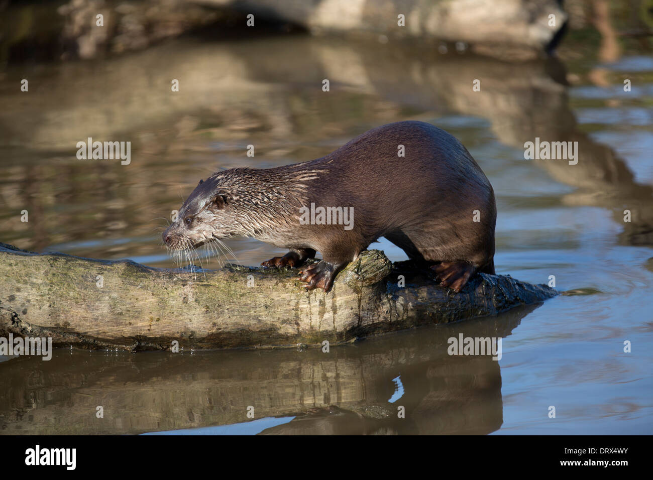 Otter; Lutra lutra; UK Stock Photo - Alamy