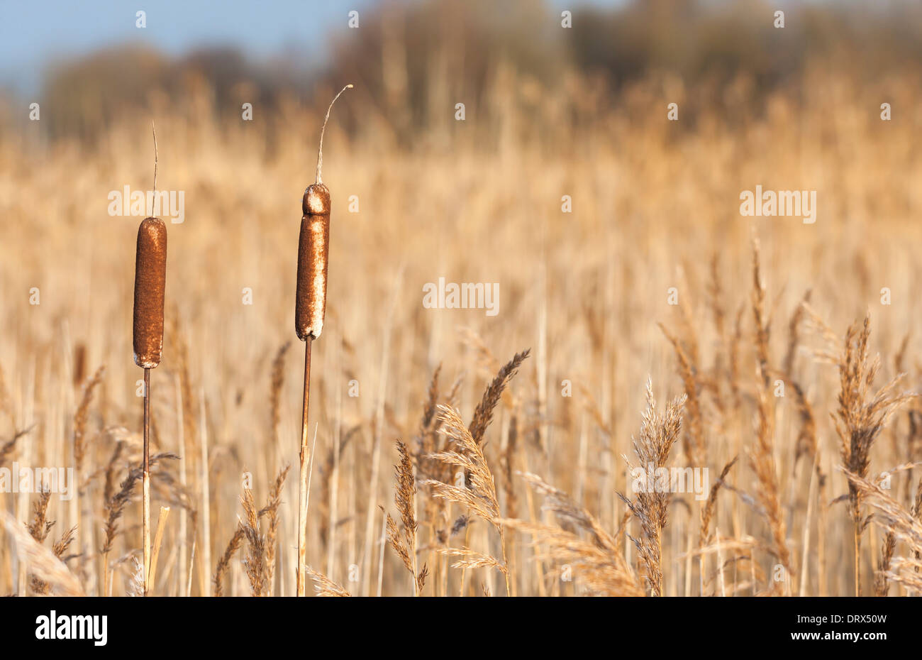 Bulrush hi-res stock photography and images - Alamy